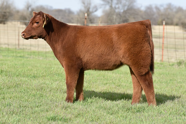 Cattle Sales - WHR Shorthorns - Shorthorn Cattle in Texas